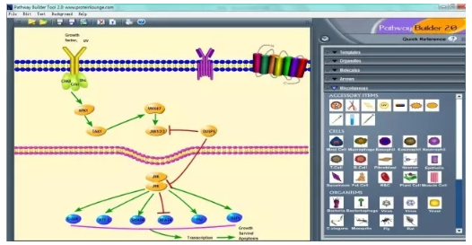 pathway builder tool 软件——制作炫酷的信号通路图，附软件下载 - 哔哩哔哩