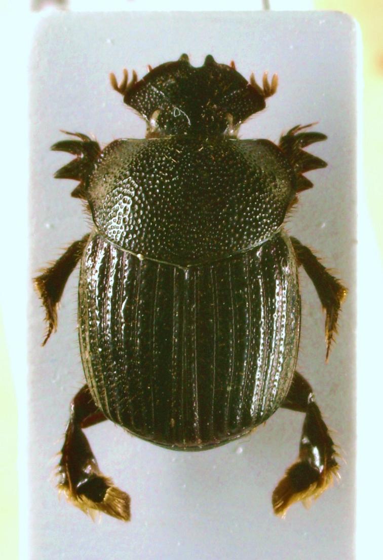 蜣螂-族与属整理（完结篇） - 哔哩哔哩