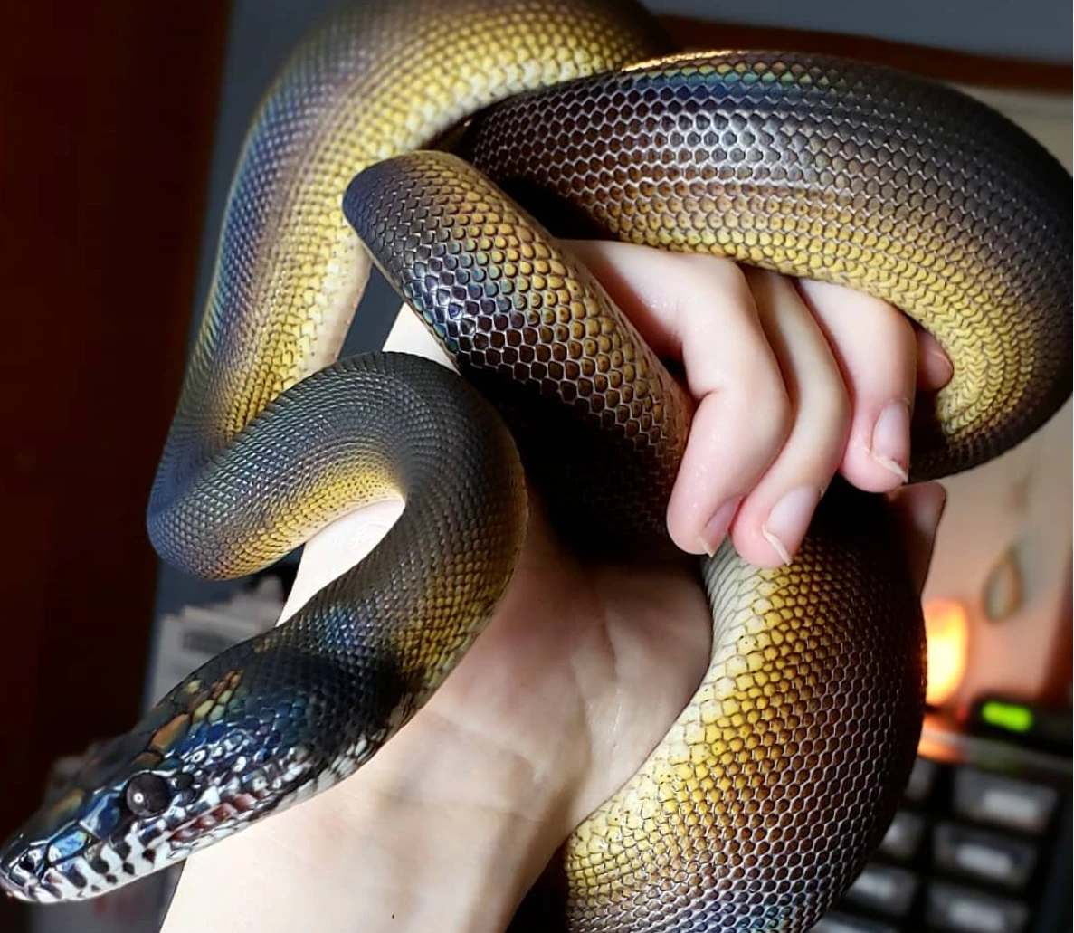 蟒科Pythonidae图鉴 - 哔哩哔哩