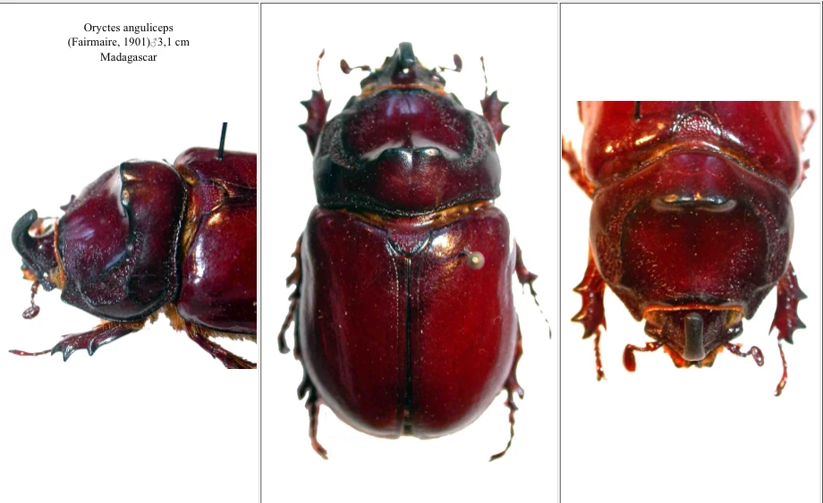 蛀犀金龟属全物种科普 - 哔哩哔哩