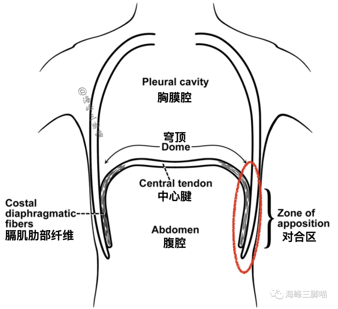 「PRI」对合区（ZOA）与膈肌呼吸功能-自学系列 - 哔哩哔哩