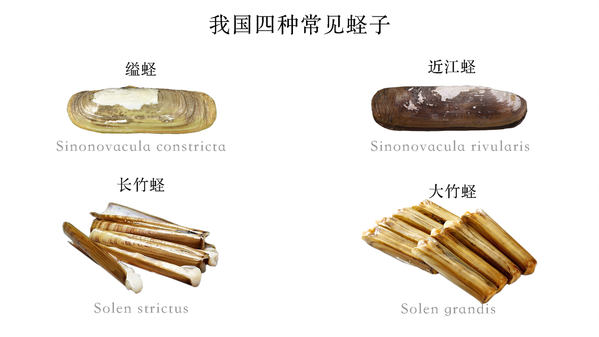 我们常吃的蛏子是哪几种？ - 哔哩哔哩