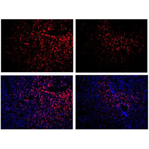 Dihydroethidium (二氢乙锭，DHE)；超氧化物阴离子荧光探针 - 哔哩哔哩