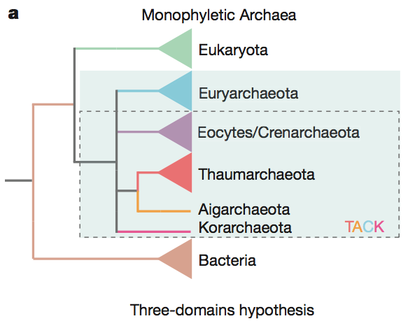 遗传 进化与生态学 4 - Eukarya / Eukaryotic Origins - 哔哩哔哩