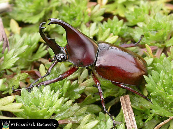 姬兜属(Xylotrupes)种与亚种整理 - 哔哩哔哩