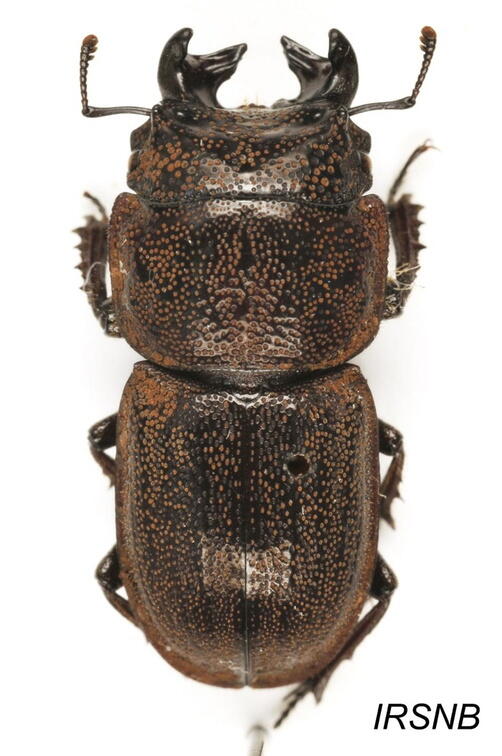 锹甲科-亚科与属整理（中篇） - 哔哩哔哩