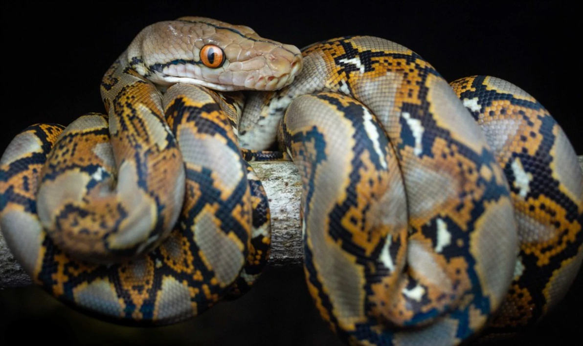 蟒科Pythonidae图鉴 - 哔哩哔哩