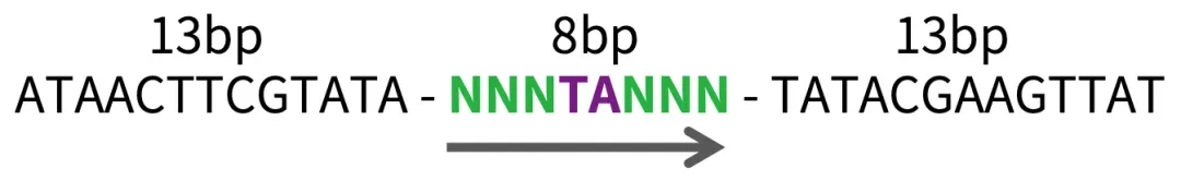 一文搞懂Cre-loxP条件性基因编辑 - 哔哩哔哩