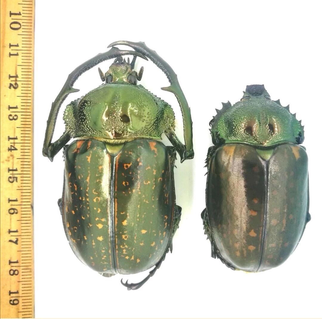 Cheirotonus 彩臂金龟属简介 - 哔哩哔哩