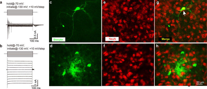 Biocytin (生物胞素)；多功能标记物 - 哔哩哔哩
