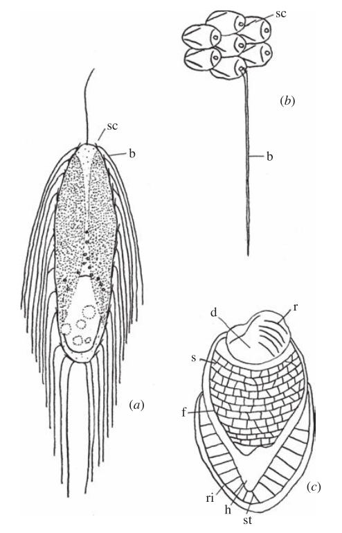 色藻界E04——黄群藻纲（Synurophyceae） - 哔哩哔哩