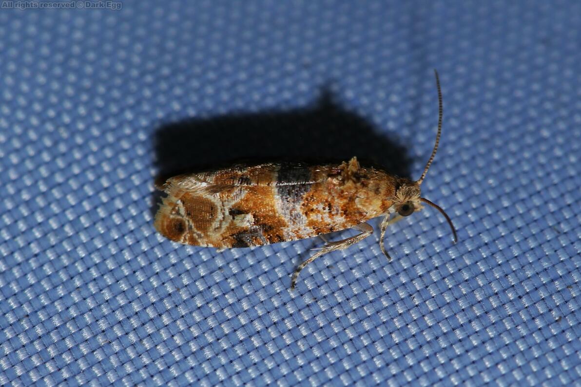 西南虫记·青川·金星沟·20221014 (6) - 哔哩哔哩