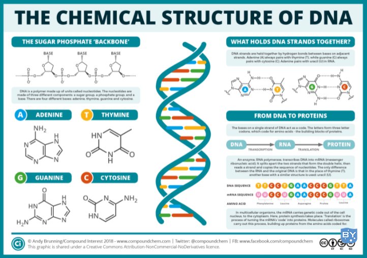DNA的详细结构和组成（DNA-结构、性质、类型、形式、功能） - 哔哩哔哩