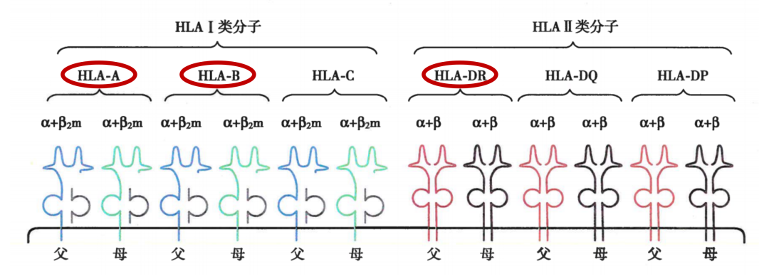 Antibody Bank 抗体银行 | 从HLA说起—人体“身份证” - 哔哩哔哩