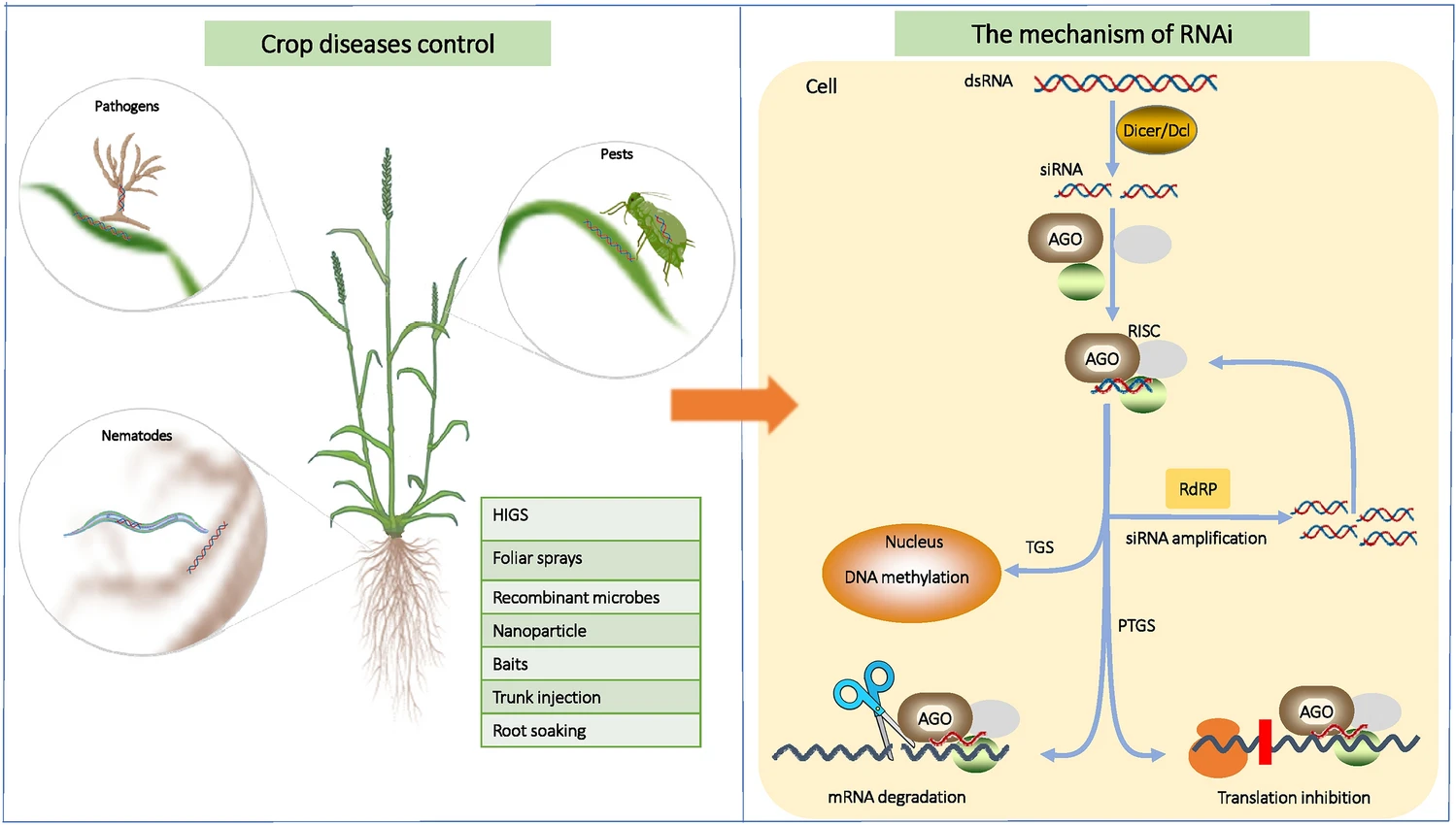 RNAi（RNA干扰）与植物保护 - 哔哩哔哩