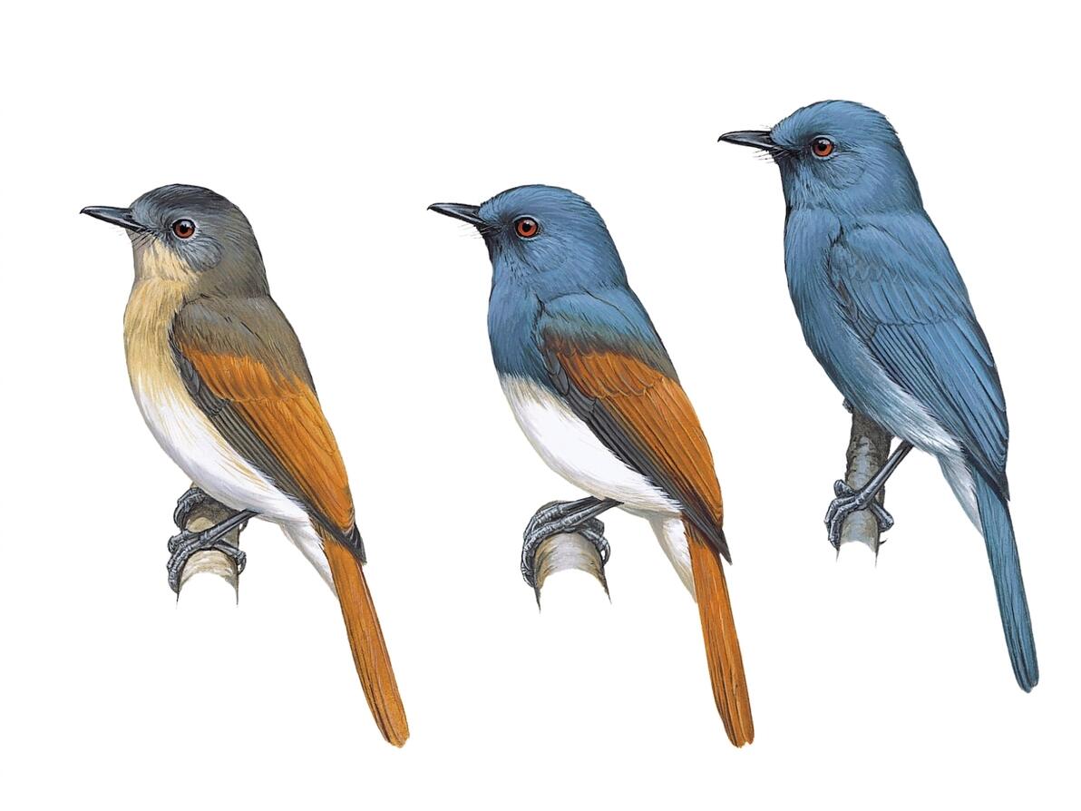 世界鸟类图鉴--丛鵙总科（I） - 哔哩哔哩