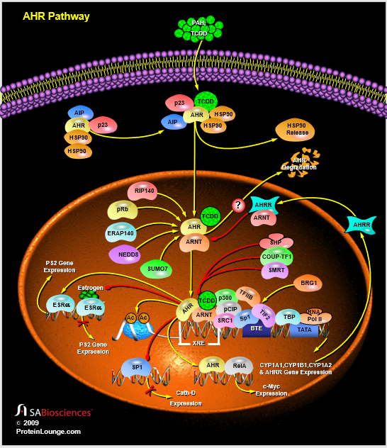 史上最全细胞信号传导通路图之 AHR Pathway - 哔哩哔哩
