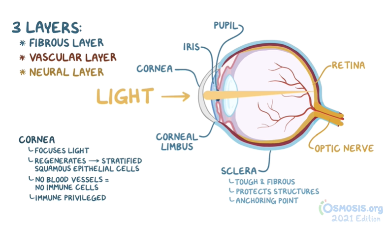 【Osmosis】眼部解剖与生理（双语对照） - 哔哩哔哩