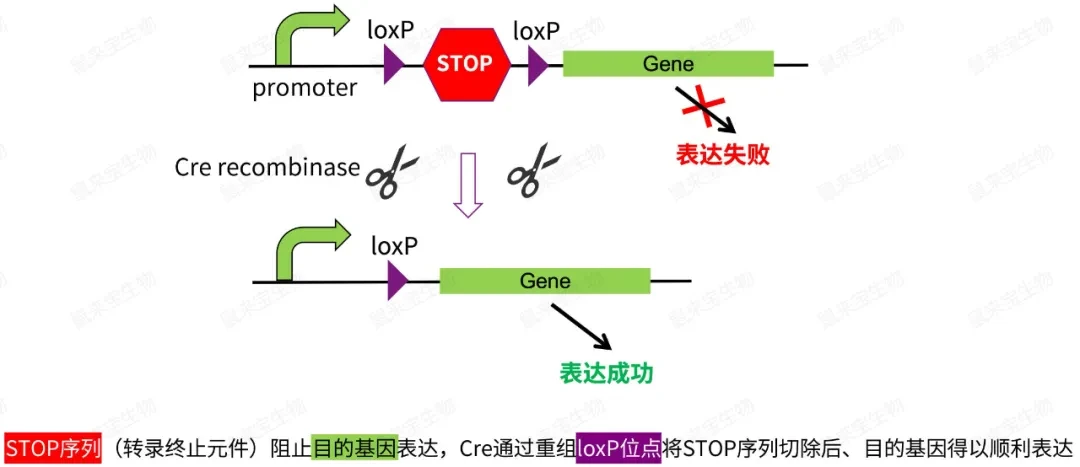 一文搞懂Cre-loxP条件性基因编辑 - 哔哩哔哩
