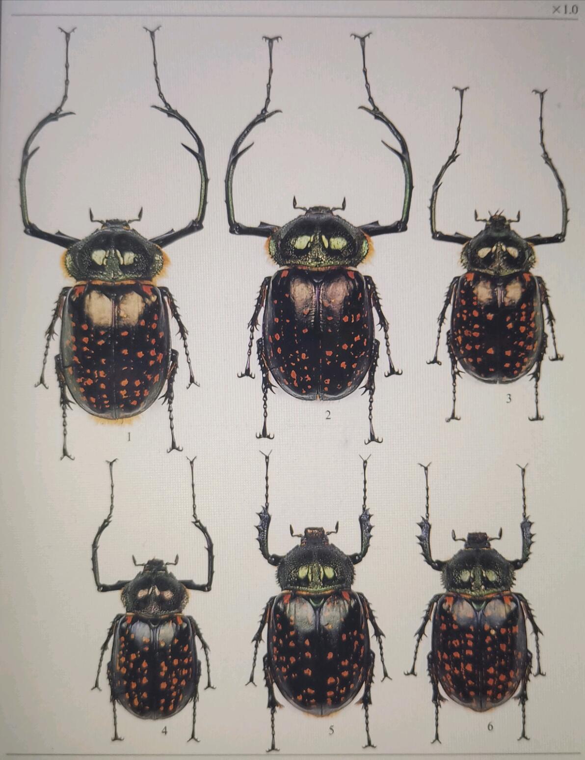 Cheirotonus 彩臂金龟属简介 - 哔哩哔哩