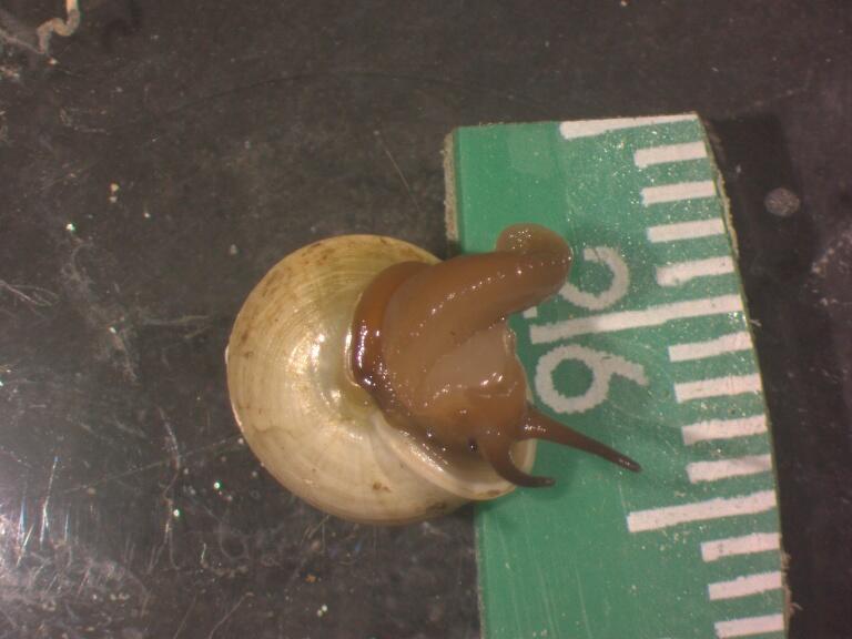 按总科盘点“陆螺”——陆生非柄眼类腹足类（上） - 哔哩哔哩