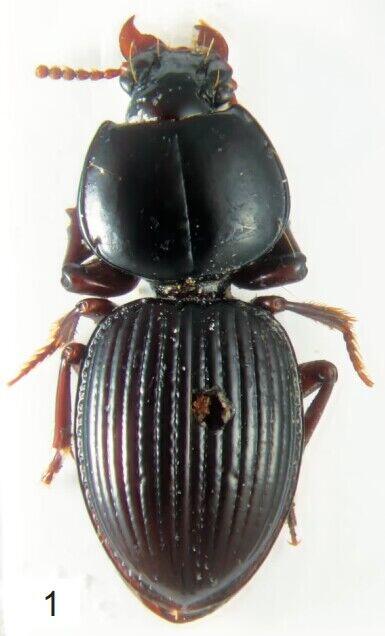 蝼步甲-族与属整理(上篇) - 哔哩哔哩