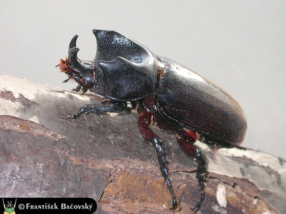 犀金龟科-族与属整理（中篇） - 哔哩哔哩