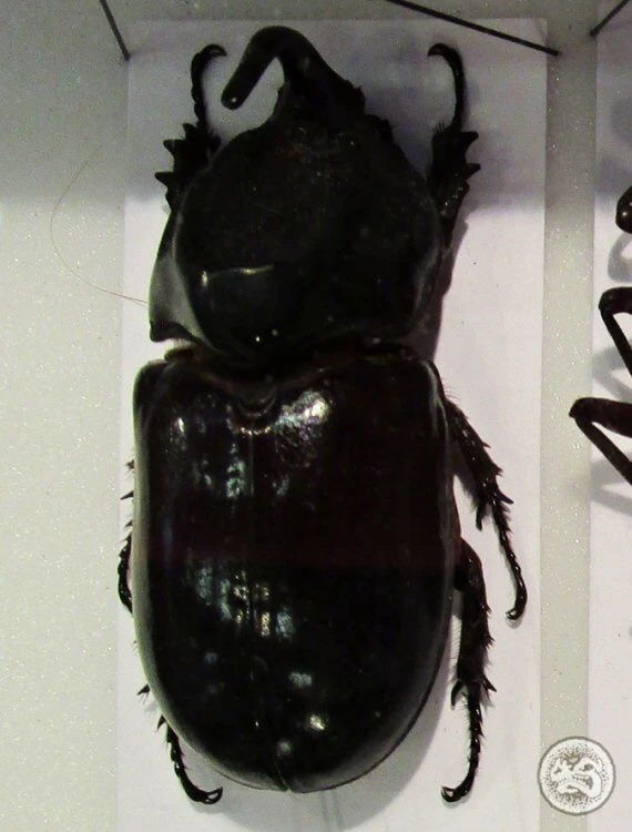 蛀犀金龟属全物种科普 - 哔哩哔哩