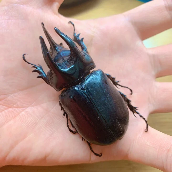 蛀犀金龟族全物种资料整理(下) - 哔哩哔哩