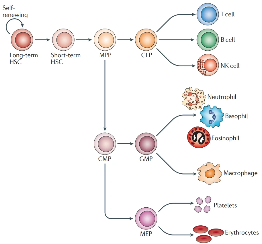 1.4.1 B-1细胞发育模型 - 哔哩哔哩