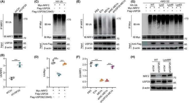 来自褪黑激素的含有USP29的间充质干细胞的细胞外囊泡通过稳定NRF2修复创伤性脊髓损伤 - 哔哩哔哩