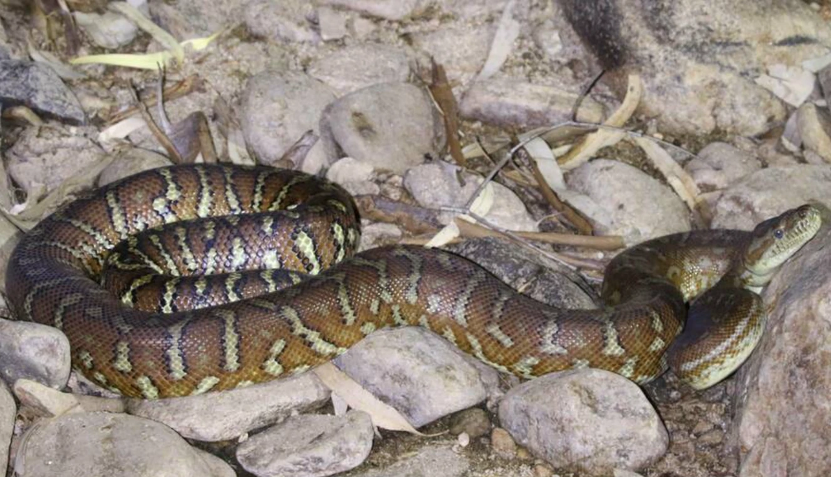 蟒科Pythonidae图鉴 - 哔哩哔哩