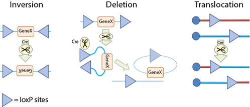 条件性基因编辑——Cre-LoxP系统【自学】 - 哔哩哔哩