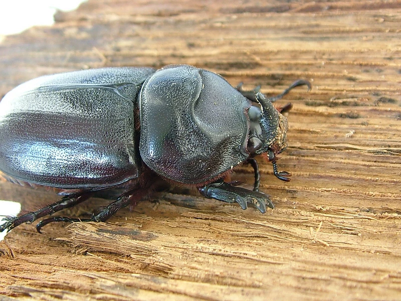 蛀犀金龟属全物种科普 - 哔哩哔哩