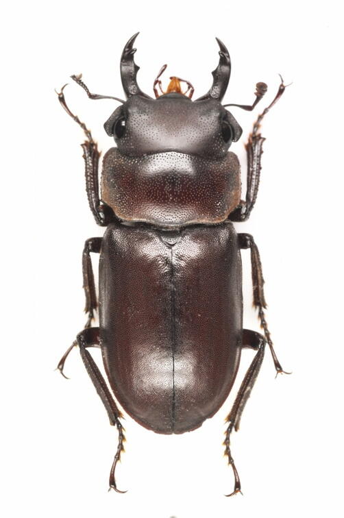 锹甲科-亚科\族\属 整理重置版（下篇） - 哔哩哔哩