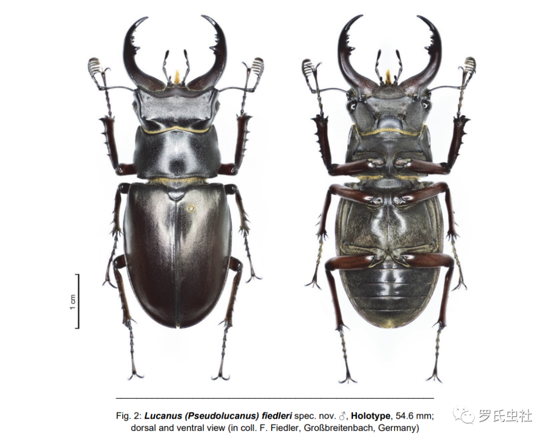 全球深山锹物种快速一览，值得收藏！ - 哔哩哔哩