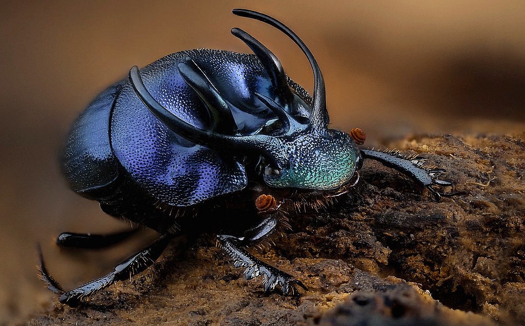 蜣螂-族与属整理（完结篇） - 哔哩哔哩