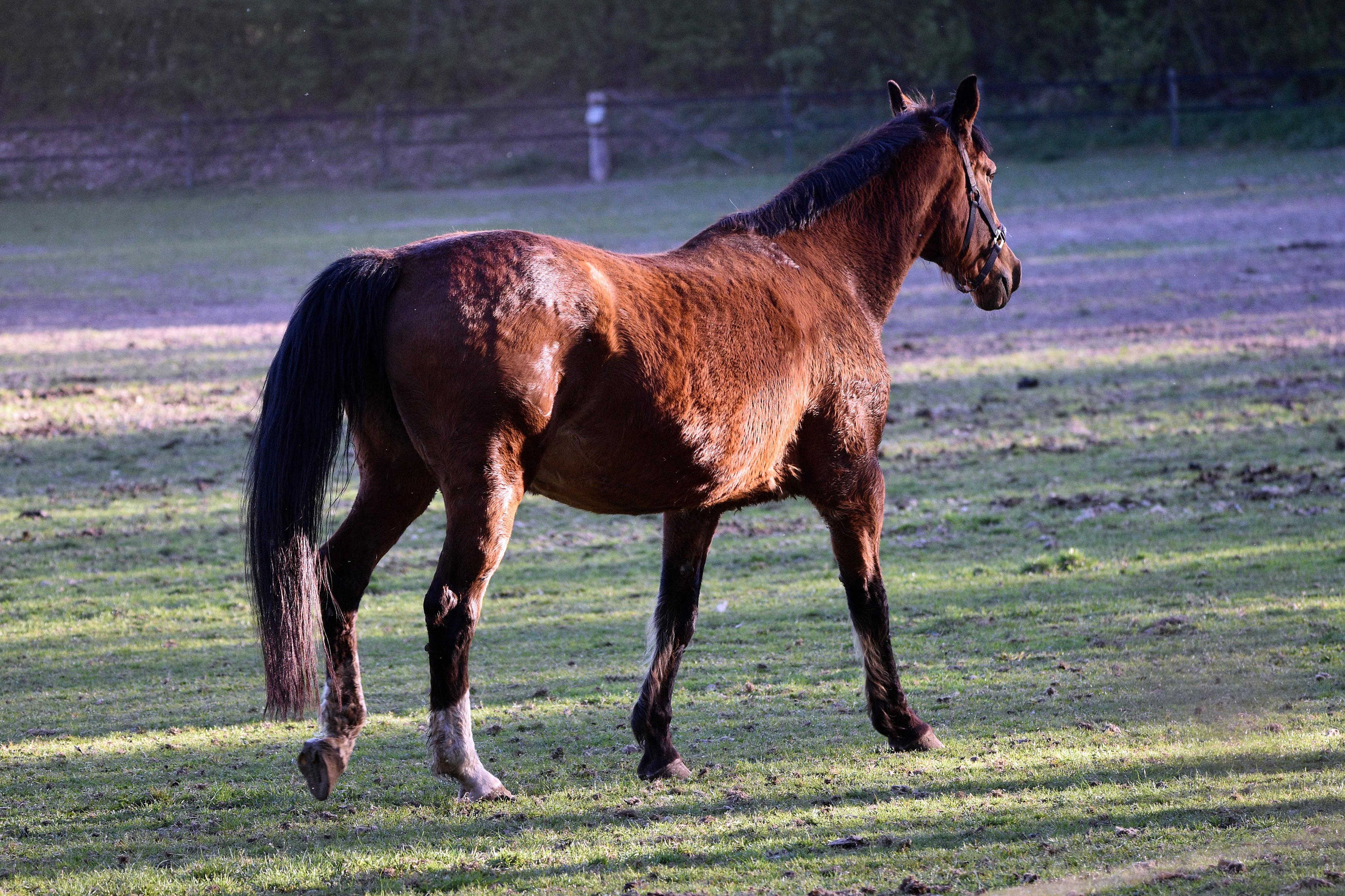 动物世界中那千奇百怪的尾巴，神奇而作用巨大，你认知几种呢？ - 哔哩哔哩
