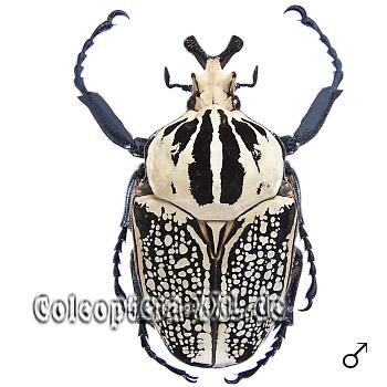 大王花金龟属(Goliathus)所有种简介 - 哔哩哔哩