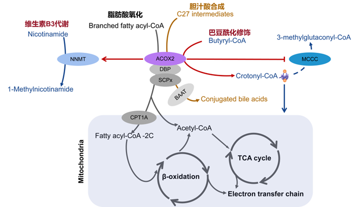 Cell Death Dis | 复旦大学周翔宇组报道ACOX2调控巴豆酰化修饰介导肝脏代谢稳态 - 哔哩哔哩