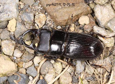 国产锹甲科各属中式属名与异名的对照与分类 - 哔哩哔哩