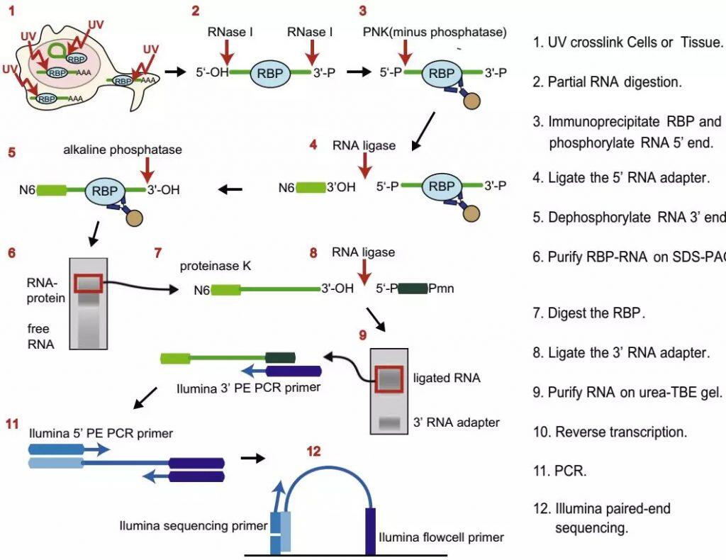 蛋白质和RNA互作神器：RIP-seq & CLIP-seq - 哔哩哔哩