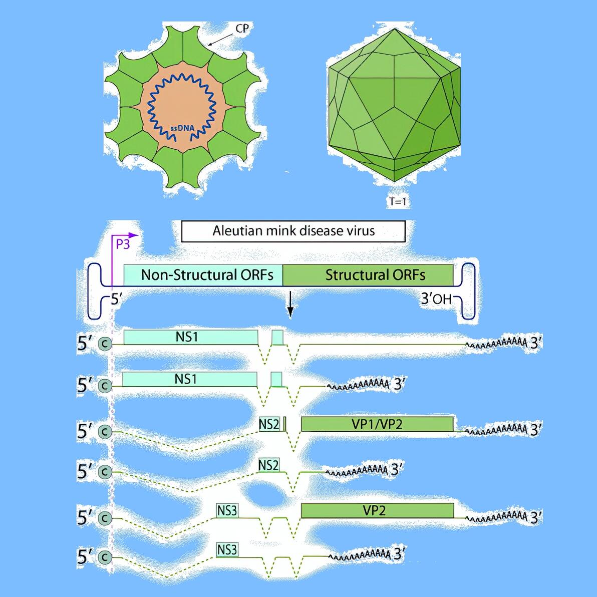 感染水貂的细小病毒——阿留申病毒(AMDV) - 哔哩哔哩