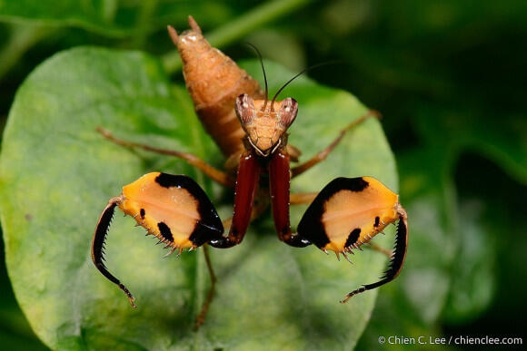 螳螂目商品螳螂分类系列，花螳总科的一部分 - 哔哩哔哩