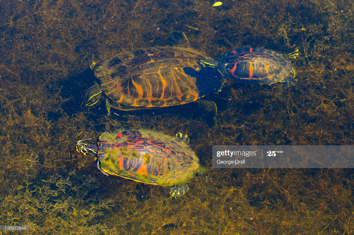 【微图鉴】鸡龟亚科(巴西脸)简述以及全种类一览 - 哔哩哔哩