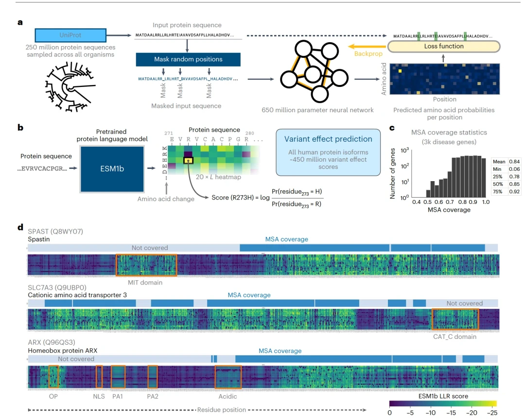 Nat. Genet. | 深度蛋白质语言模型在基因组范围内预测疾病变异效应 - 哔哩哔哩