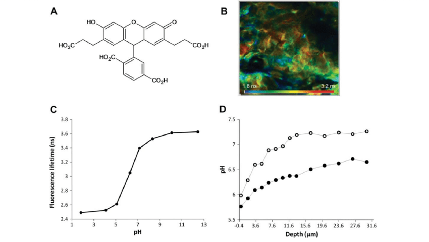 BCECF（CAS: 85138-49-4；pH荧光指示剂） - 哔哩哔哩