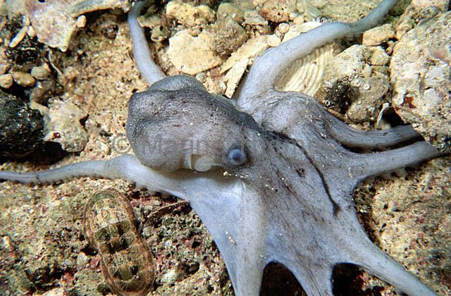 【其它生物】新鞘类（Neocoleoidea）现存物种属级及以上分类及译名（含参考图）【下】 - 哔哩哔哩