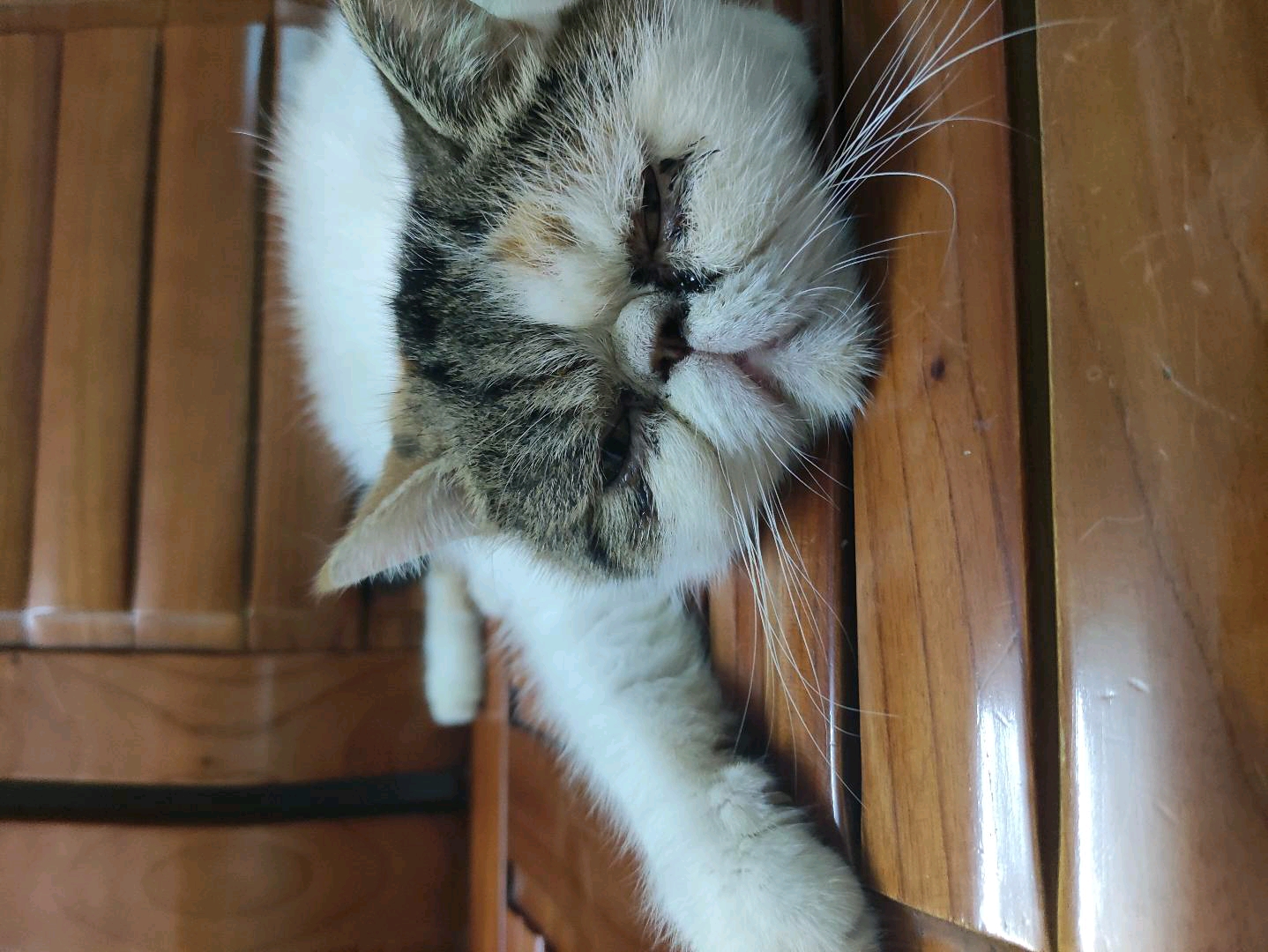 没什么想说，就是想这只丑猫了。 - 哔哩哔哩