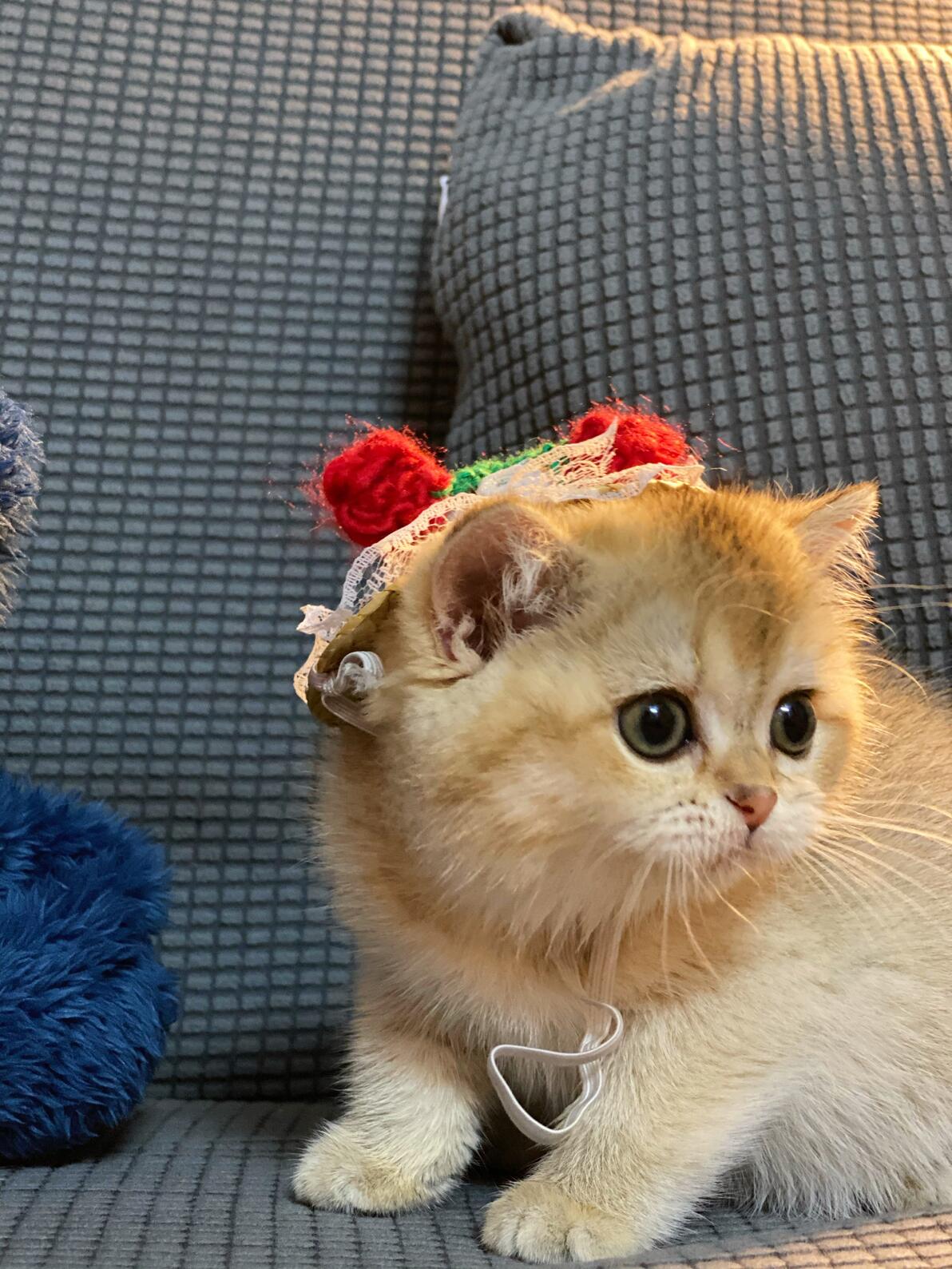 金渐层具体可以在多少钱考虑入手？ny11、ny12色号！ - 哔哩哔哩